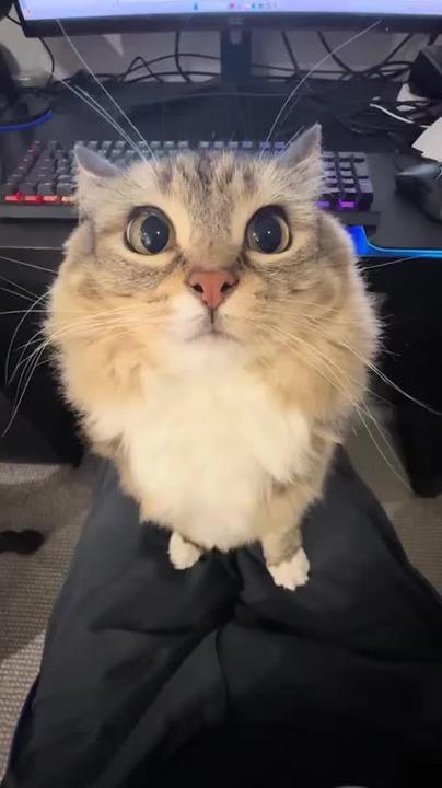Cat asmr - Meme by adsateBLUE :) Memedroid