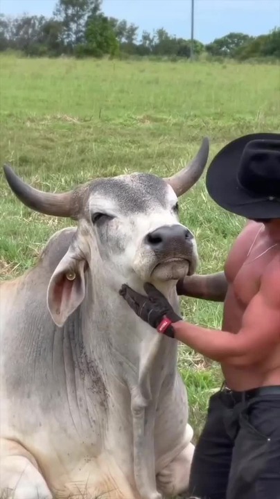 Muuuuuuu (soy una vaca) - Meme subido por Eduargr :) Memedroid